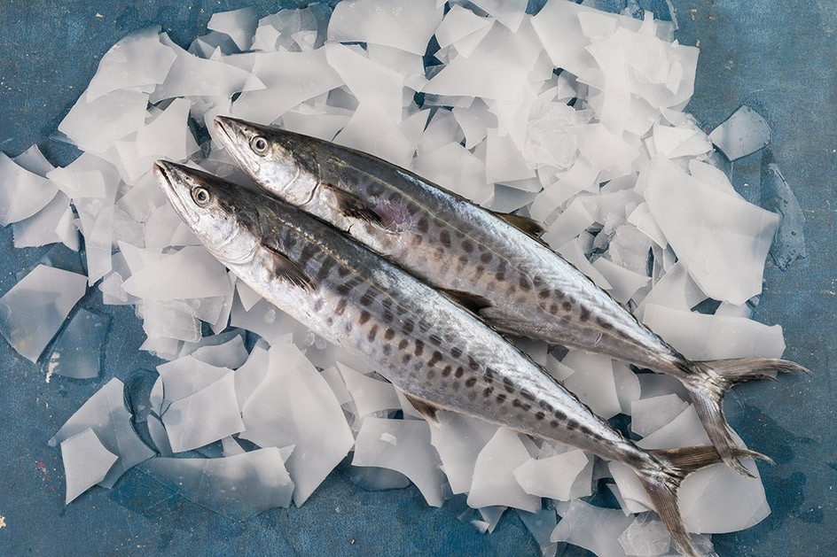 Bonite - Poissons de mer